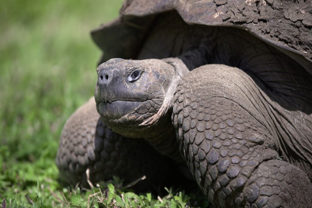 Lindblad Expeditions-National Geographic acquiring two ships for ...